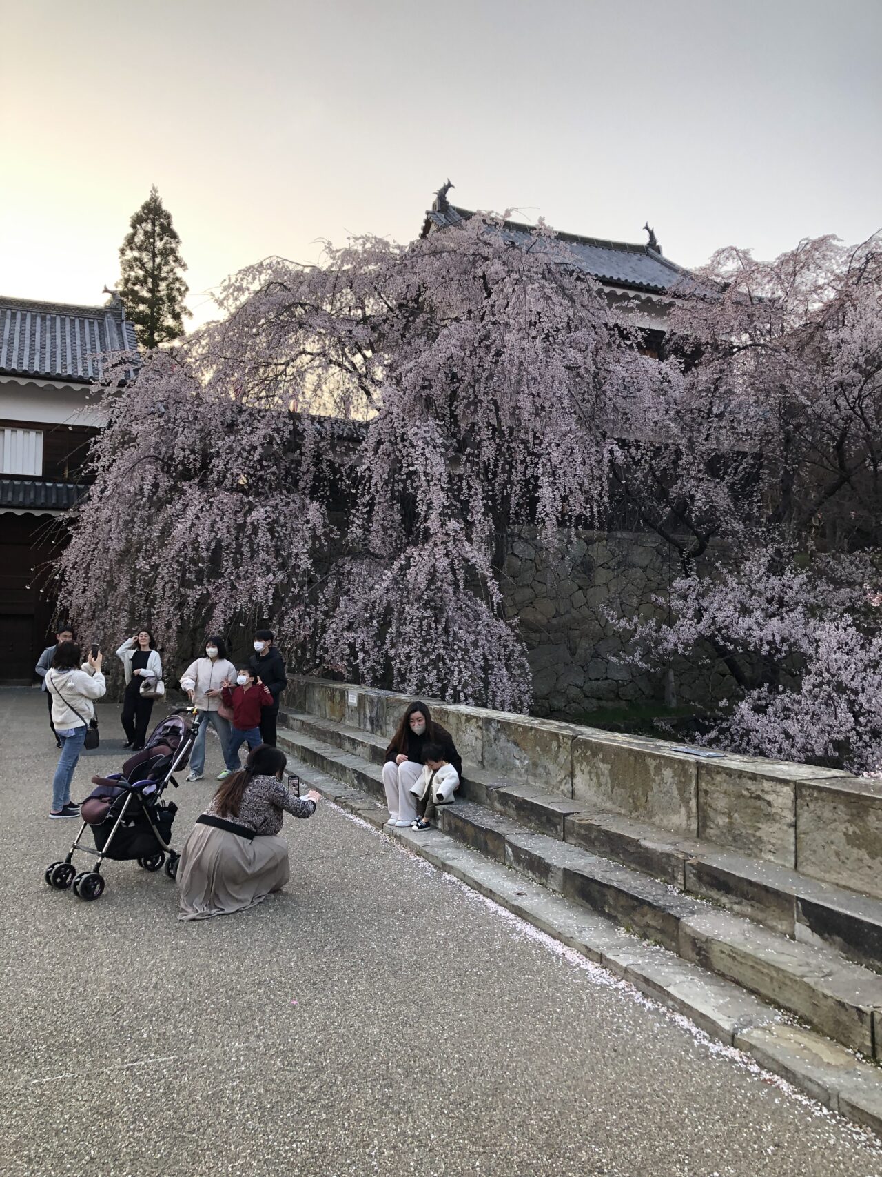 The Thousand Cherry Blossoms Festival at the Ueda Castle Ruins Park ...
