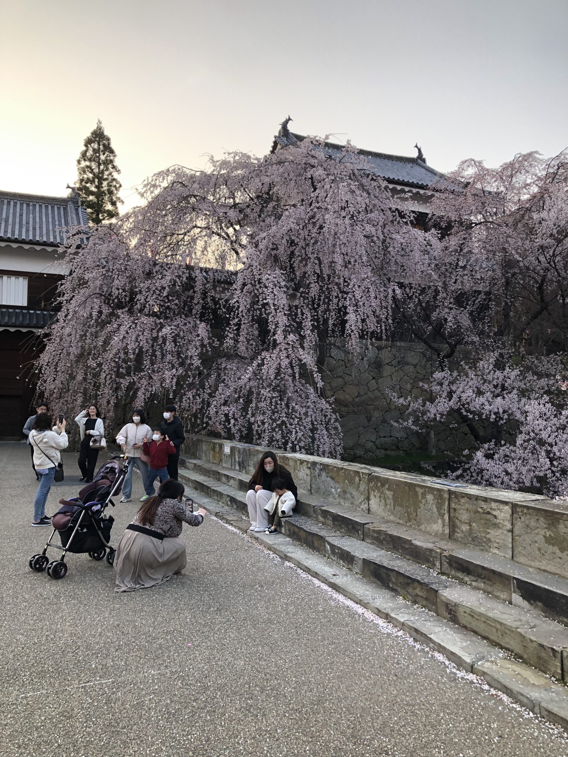 The Thousand Cherry Blossoms Festival at the Ueda Castle Ruins Park ...