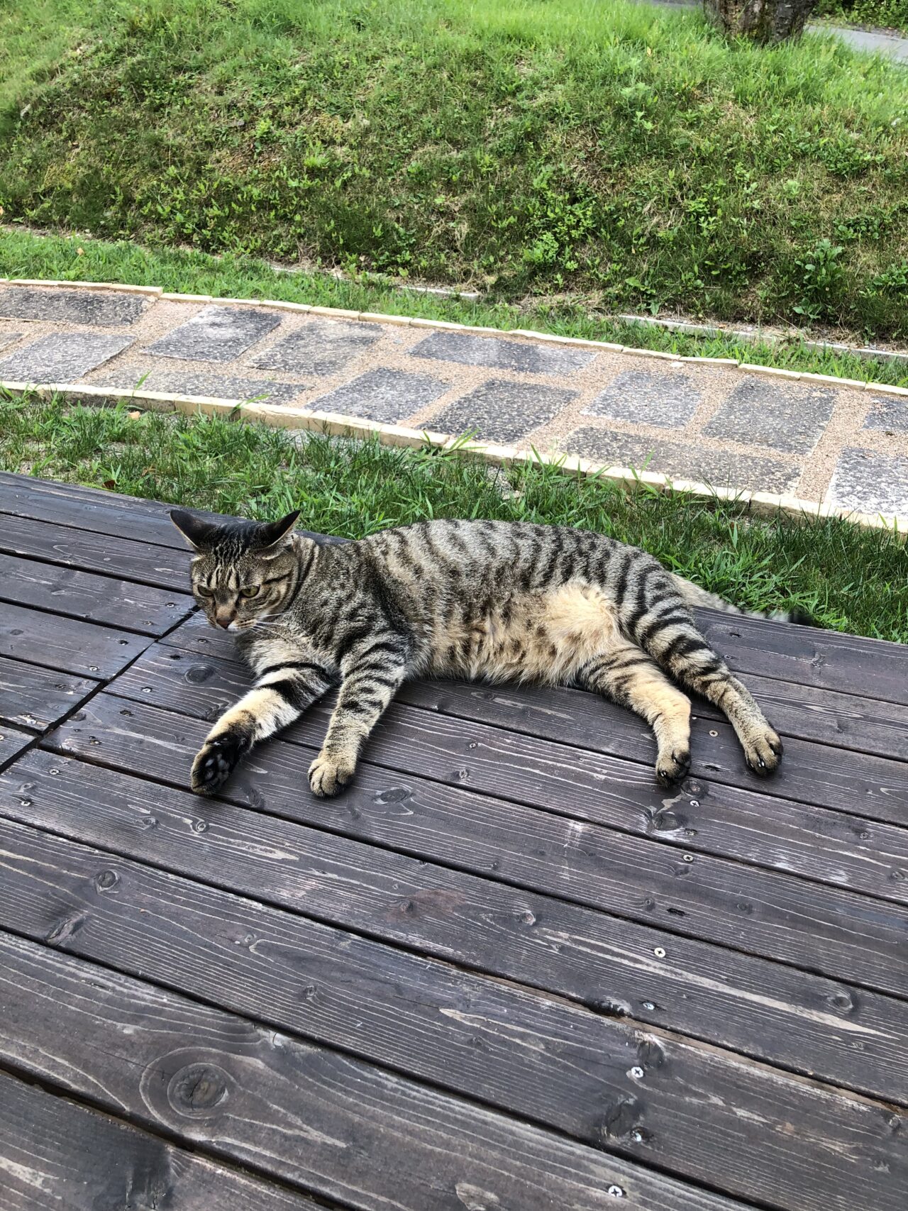 August 4th, Monday Morning: A Cooler Breeze – Hiking Japan Alps